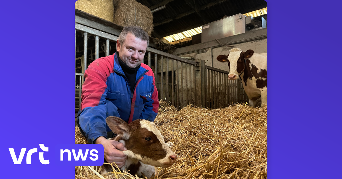 Koe en haar pasgeboren kalf weer naar huis na evacuatie wateroverlast ...