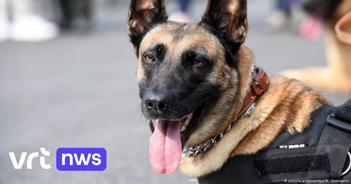 Duo krijgt levenslang verbod op houden van dieren en werkstraf voor ...