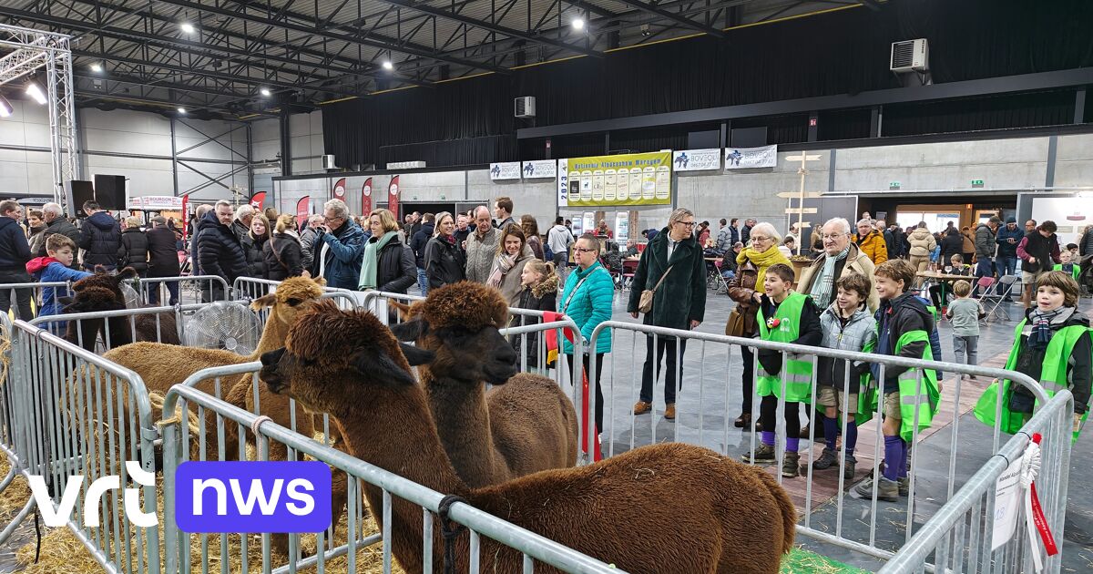 Wollige zondag in Expo Waregem: nationale alpacashow verkiest de "grand ...