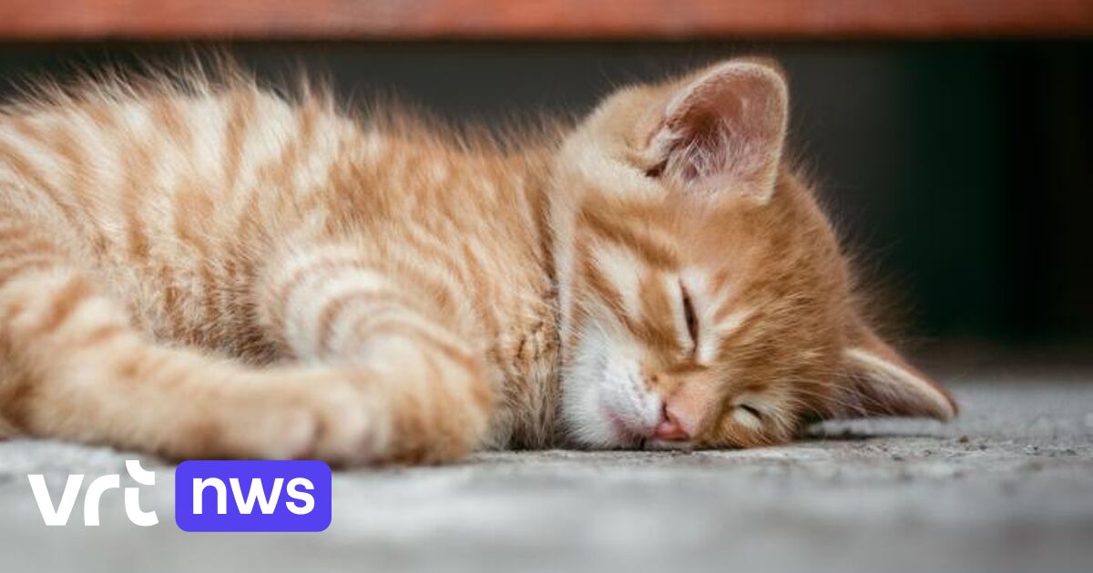 Drukke week voor dierenasiel Sint-Truiden: 34 katten uit één huis in ...