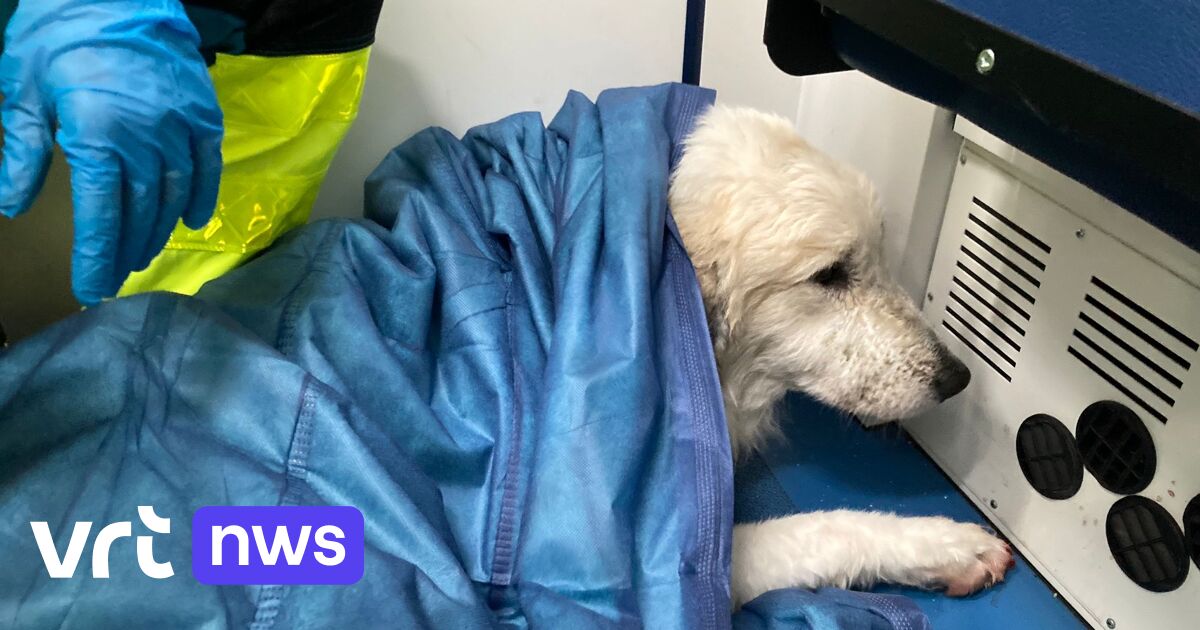 Hond gered uit ijskoud kanaal in Brussel door restaurantmedewerker en brandweer | VRT NWS: nieuws