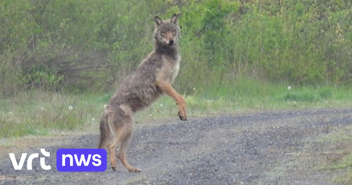 Wolvenroedel op komst in Antwerpen? Wolvin Emma vindt mannelijke wolf ...