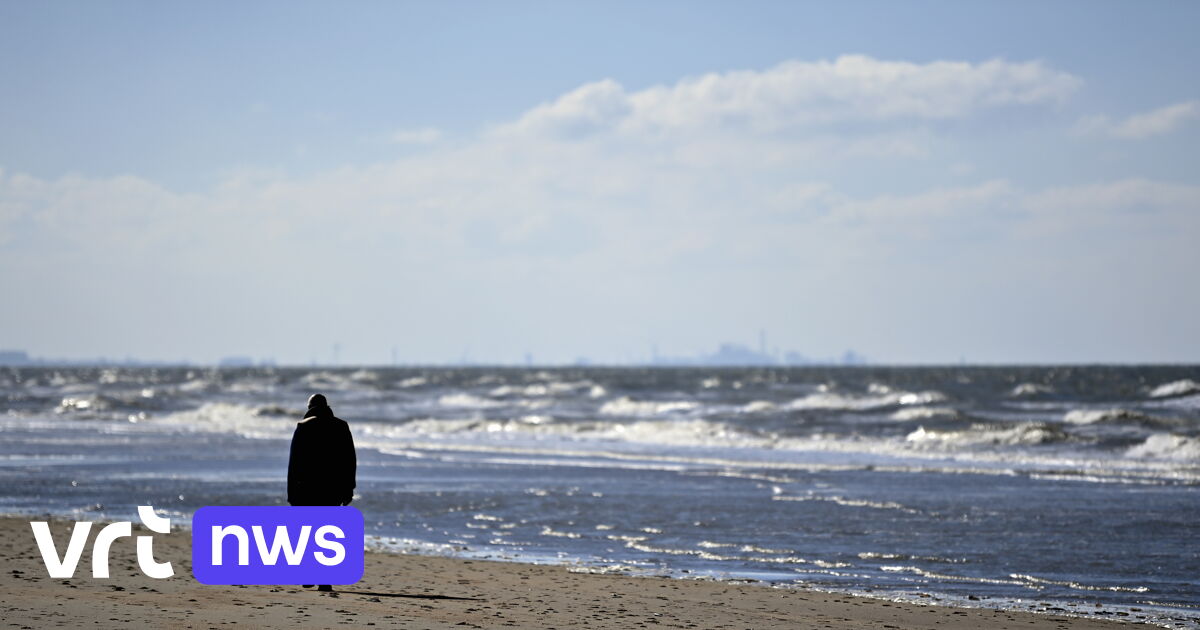 Zevende dode hond aangespoeld in anderhalve maand aan kust, deze keer ...