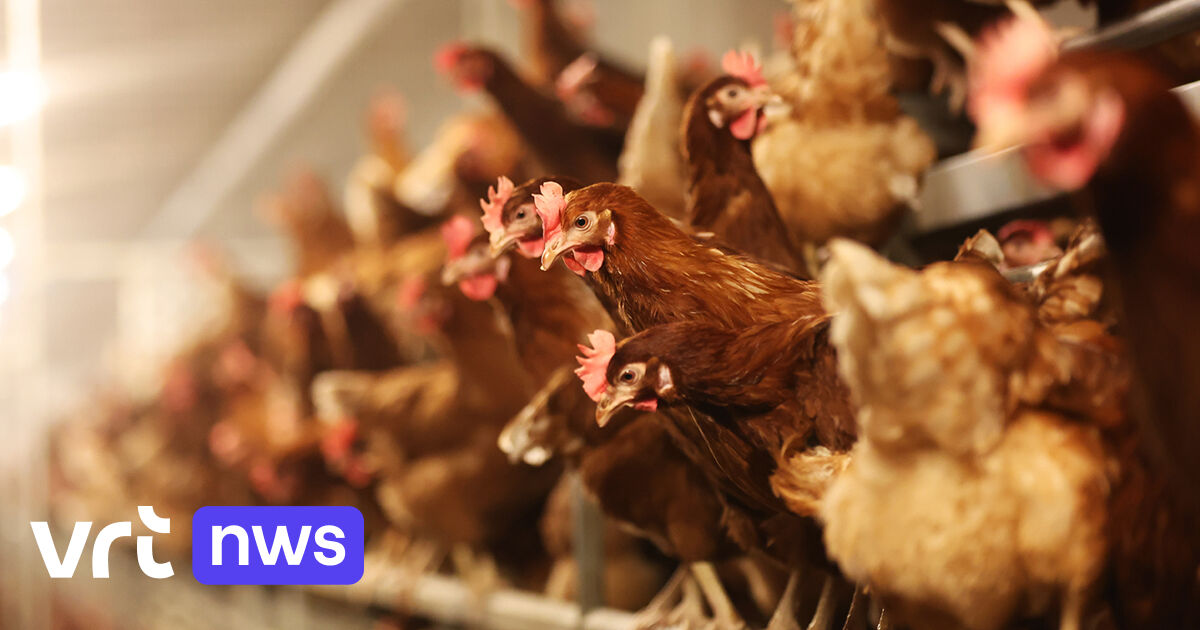 Besmetting met vogelgriep in Veurne, op 5 kilometer van vorige uitbraak ...