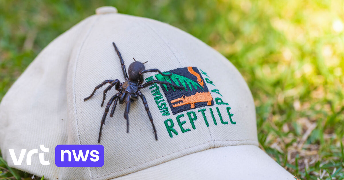 Reusachtig mannelijk exemplaar van erg giftige trechterspin ontdekt in ...
