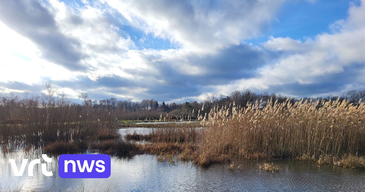 Waterbuffering en zuivering gepland in natuurgebied Craenevenne in ...
