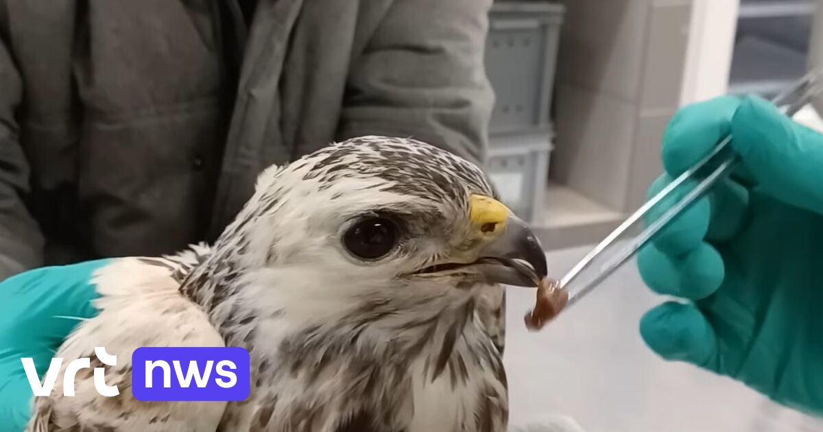 Vogelopvangcentrum Malderen treurt om 'Den witte buizerd': "Na maanden ...