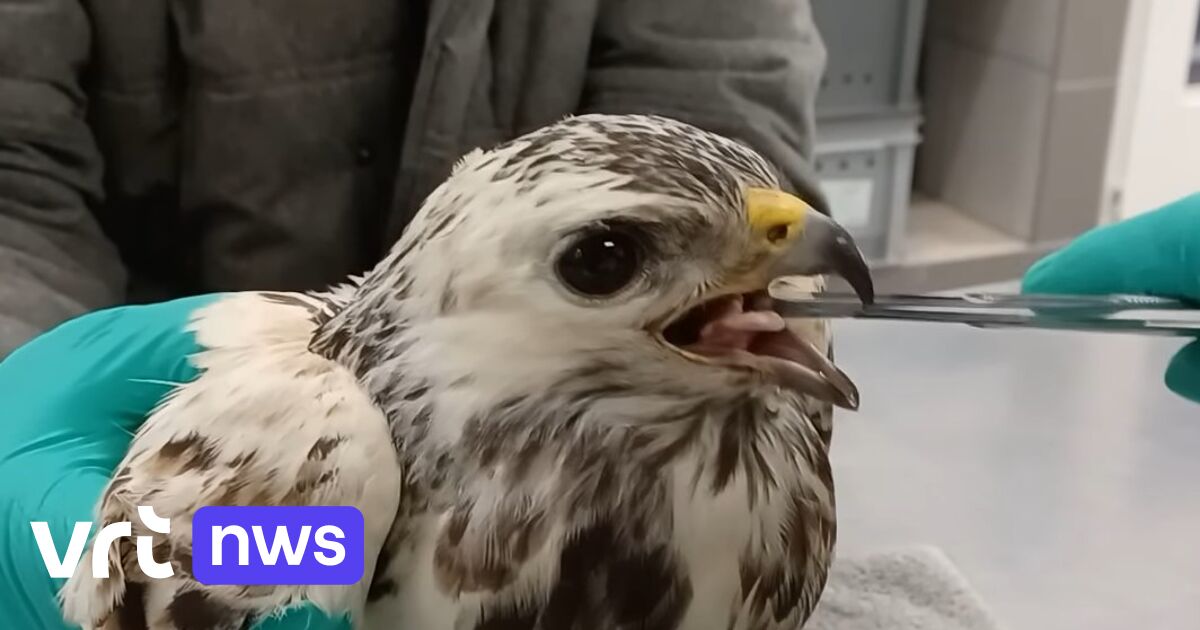 "Den witte buizerd" loopt hersenschudding op bij aanrijding en herstelt ...