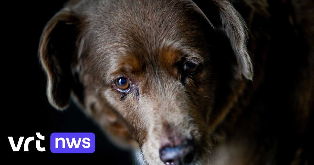 Guinness start onderzoek naar leeftijd van Bobi die vorig jaar werd ...