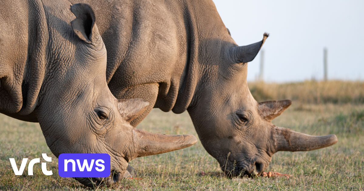 Illegale stroperij van neushoorns nog steeds groot probleem: "Elke dag ...
