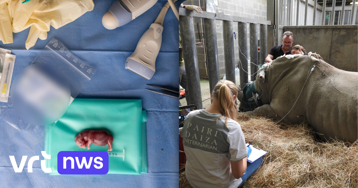 Hoop om noordelijke witte neushoorn te redden na succesvolle ...