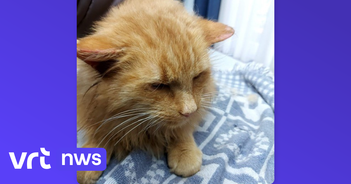 Vermiste kat uit Ardennen duikt na acht maanden op in Boom: "Baasje kon ...