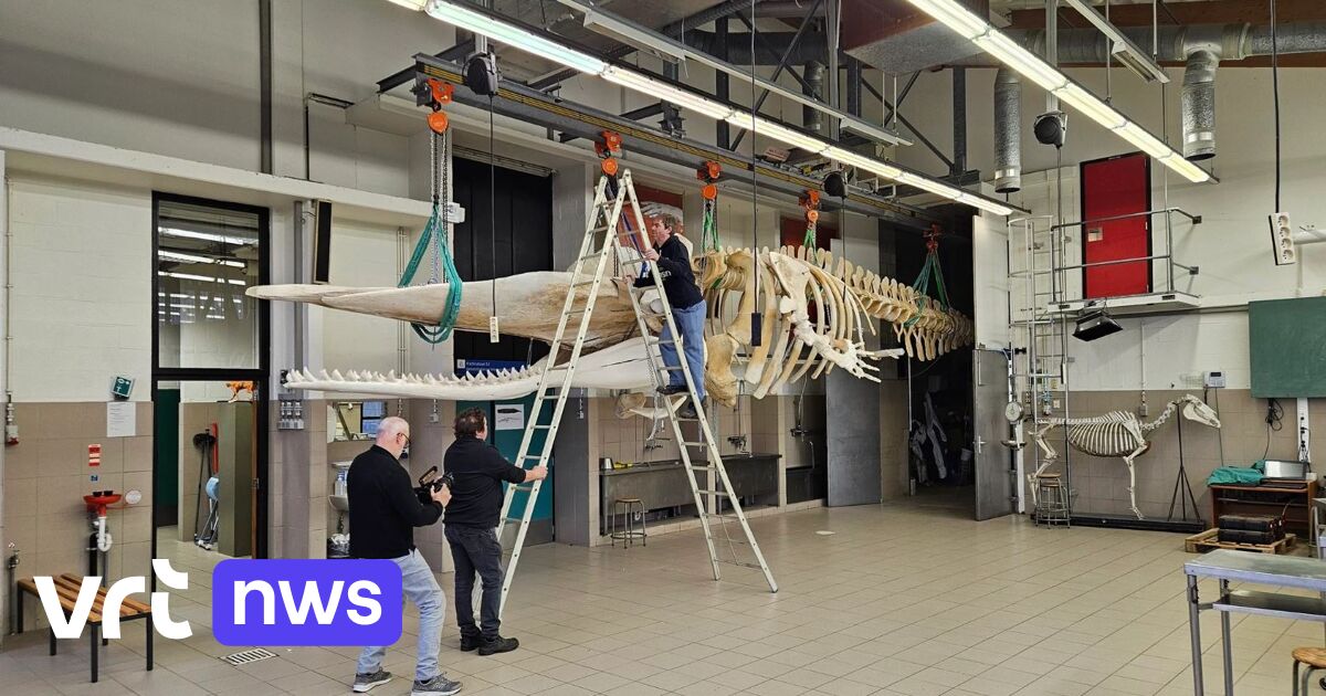 Potvis Valentijn keert donderdag naar Oostduinkerke terug: "Twee ...