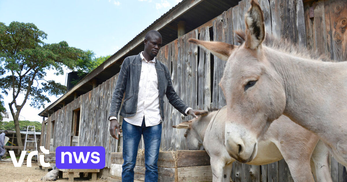 Einde brutale slachting van zo'n 6 miljoen ezels per jaar voor Chinees ...