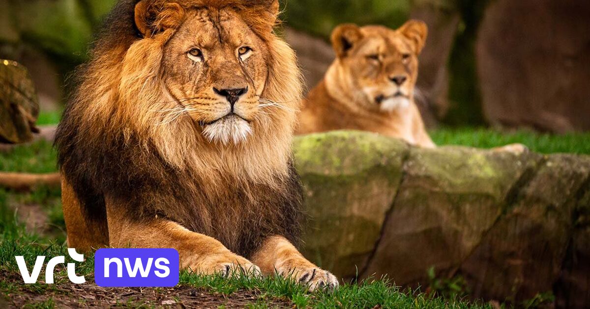 Verzorgers ZOO Antwerpen in shock nadat "hun" leeuw Nestor leeuwin Maya heeft doodgebeten in ...