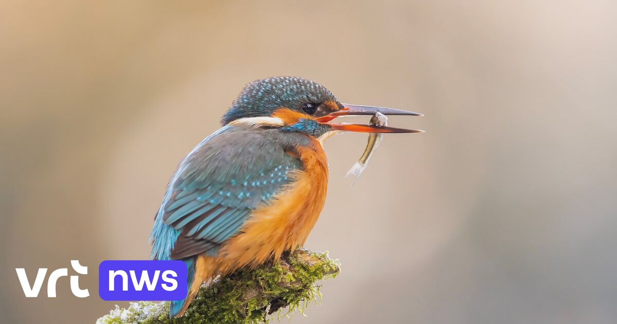 Natuurfotograaf uit Lille gaat viraal met video over ijsvogelromantiek ...