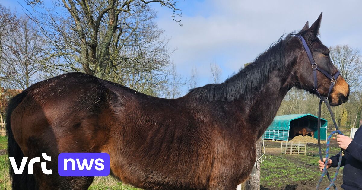 Politie treft twee dode en verwaarloosde paarden aan in Tongeren, een ...