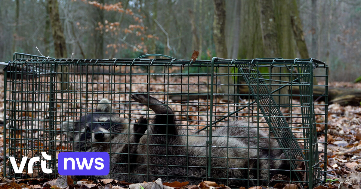 Wasbeer gevangen in Zoerselbos: "Gelokt met honden- en kattenvoeding ...