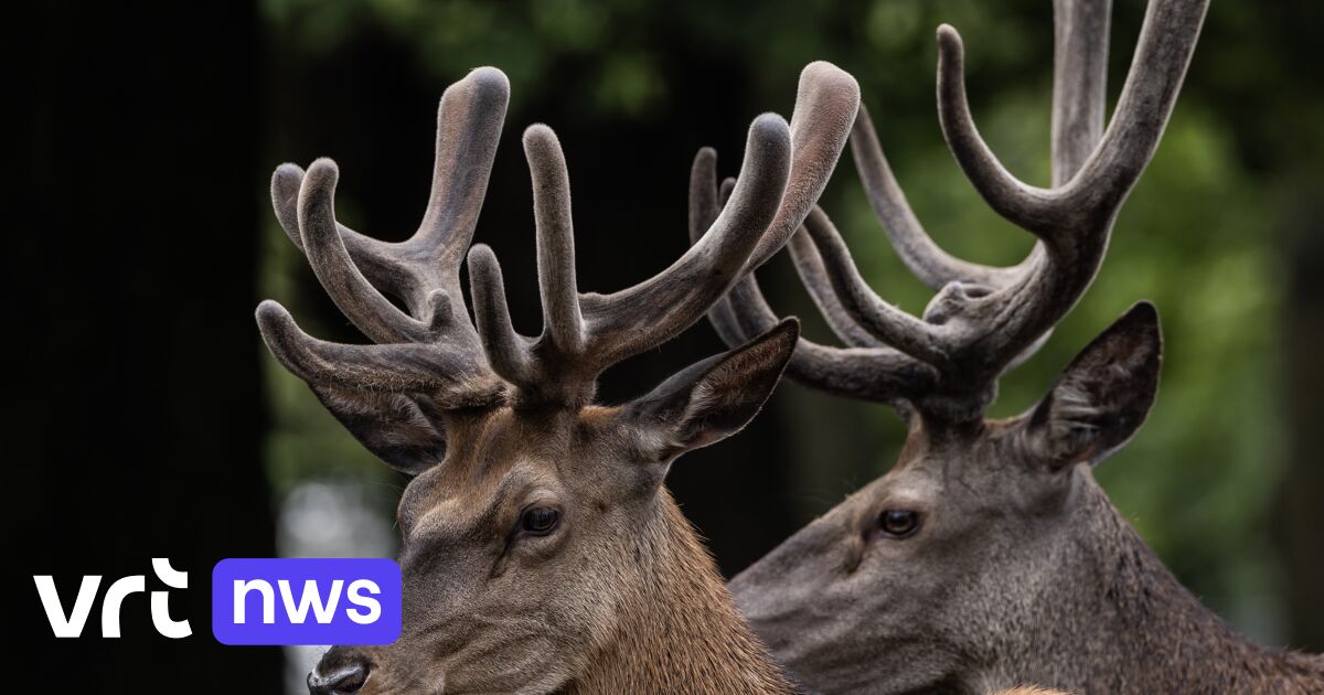 Grote groep edelherten in Limburg aan grens met Nederland leidt tot ...