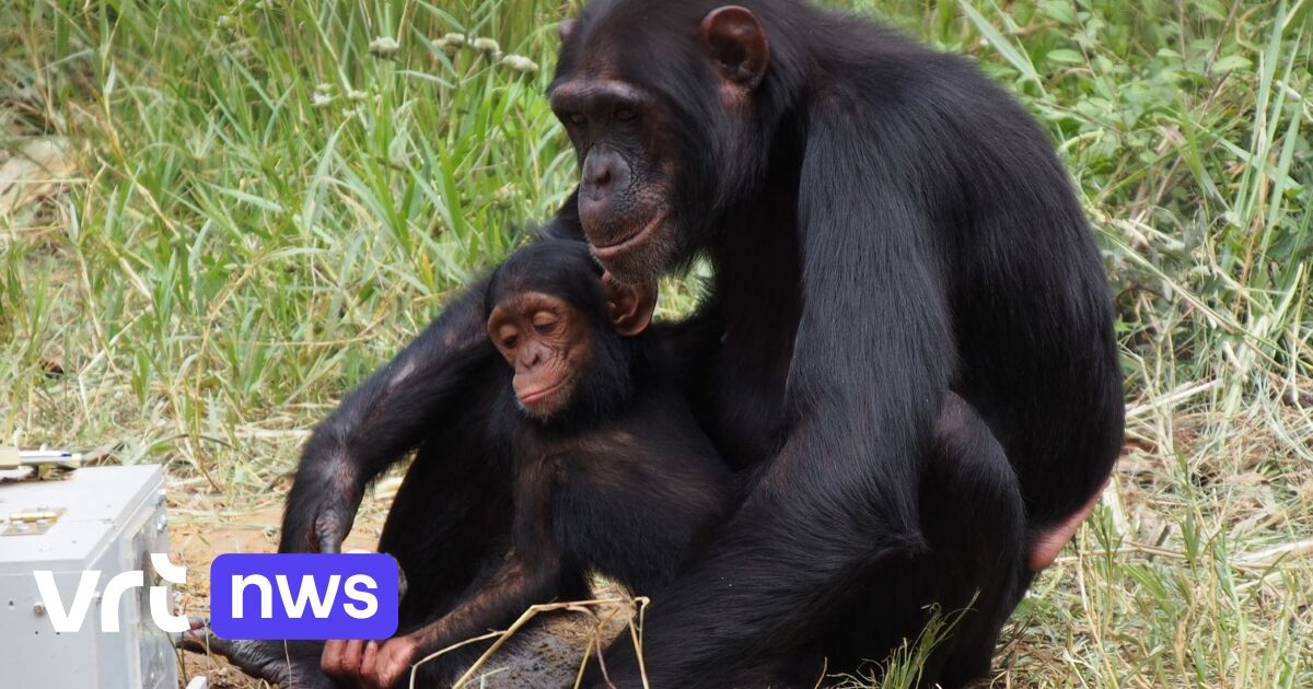Monkey see, monkey do: chimpansees leren van elkaar wat ze alleen niet ...
