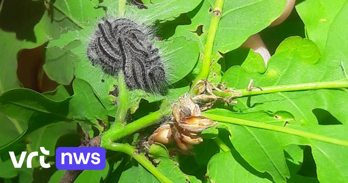 Nauwelijks eikenprocessierupsen in Limburg dit jaar | VRT NWS: nieuws