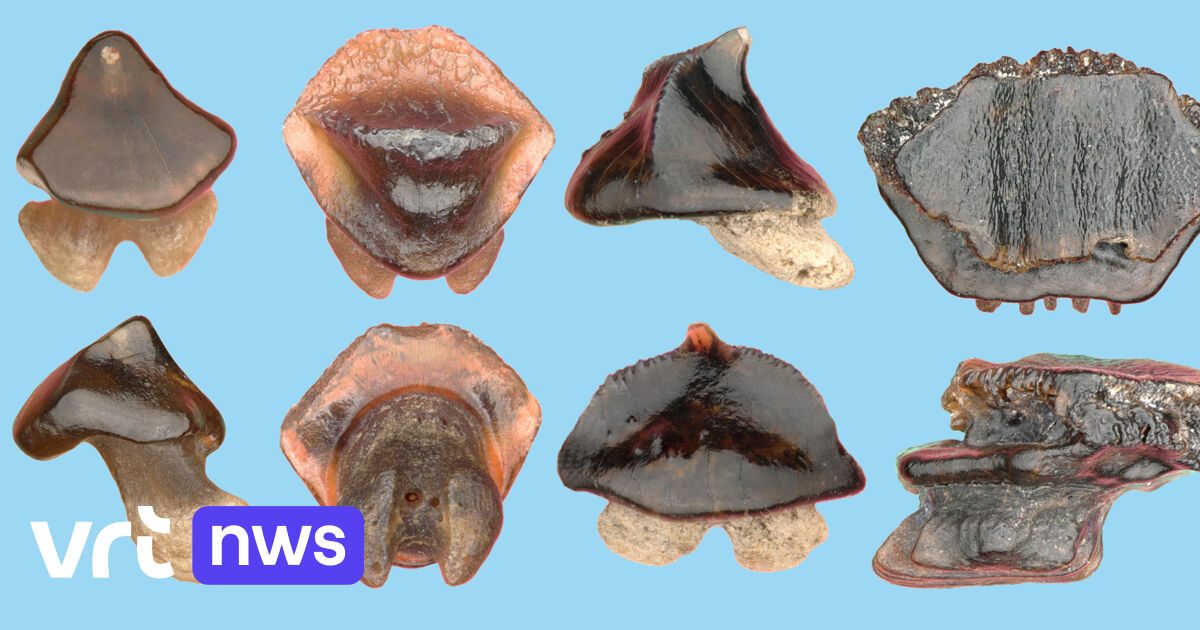 Wereldfaam in West-Vlaanderen: 50.000 fossiele tanden uit kleigroeve in ...