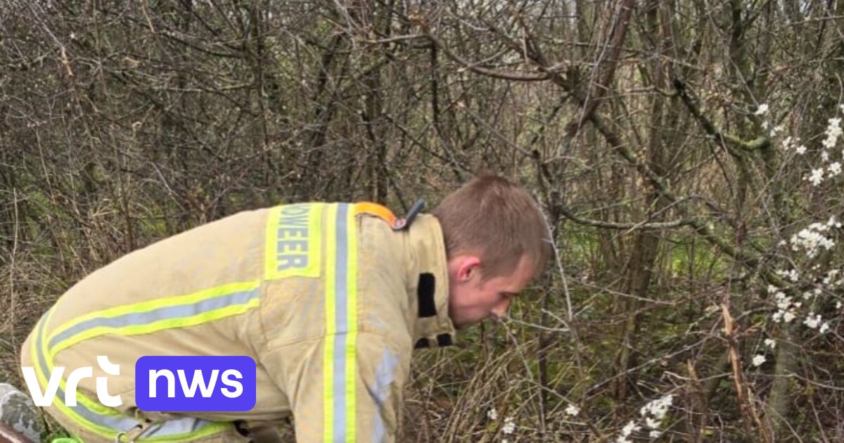 Wandelaar vindt oranje korenslang langs snelweg E40 in Adinkerke | VRT ...