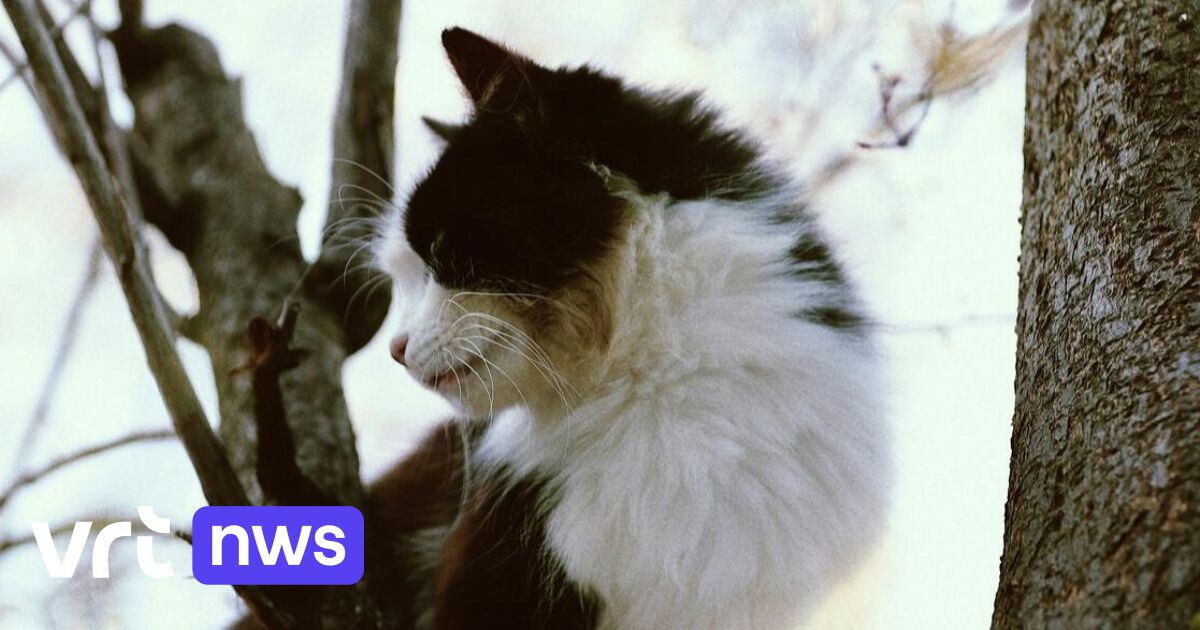 Luna the cat back home after being stuck up a tree for 6 days | VRT NWS ...