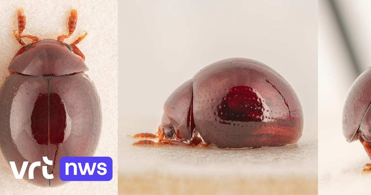 Burgerwetenschappers ontdekken nieuw soort kevertje in regenwoud Borneo ...