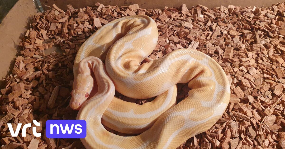 Politie neemt python van 1,20 meter in beslag in woning in Tienen | VRT ...