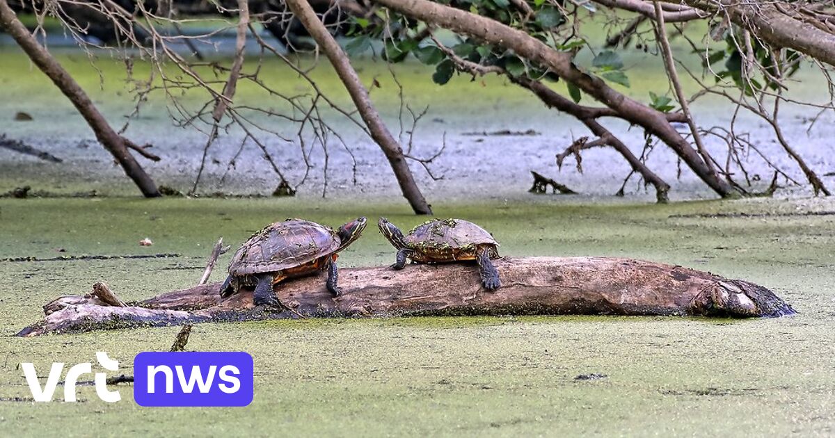 Uitheemse geelwangschildpadden verblijven in De Beemden in Landen ...