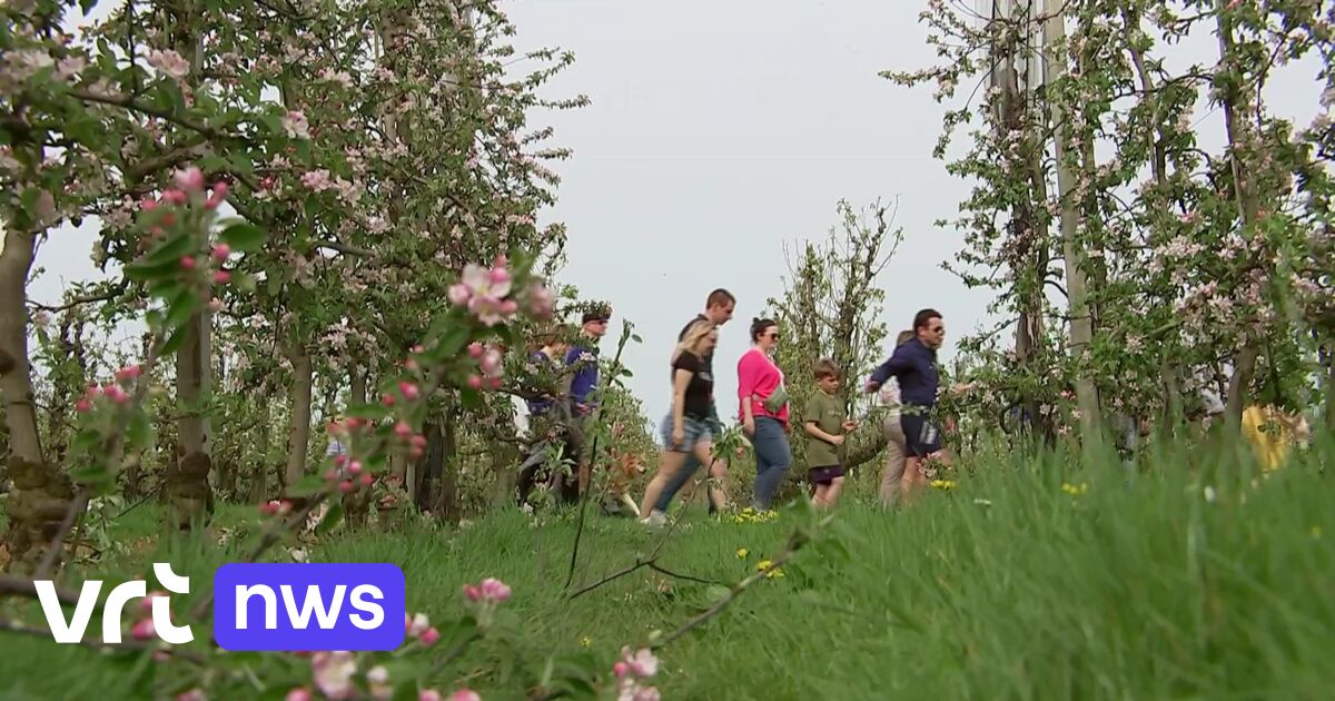 Genieten van de appelbloesems in de boomgaarden van Haspengouw | VRT ...