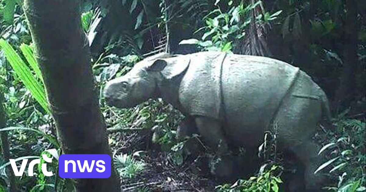 Zeldzame jonge Javaanse neushoorn gespot in Indonesisch park | VRT NWS ...