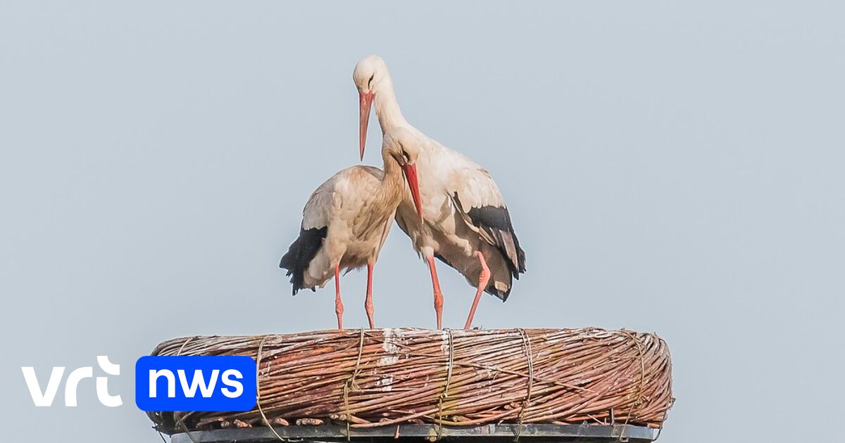 Witte ooievaar: symbool van geboorte broedt (hopelijk) binnenkort ook ...