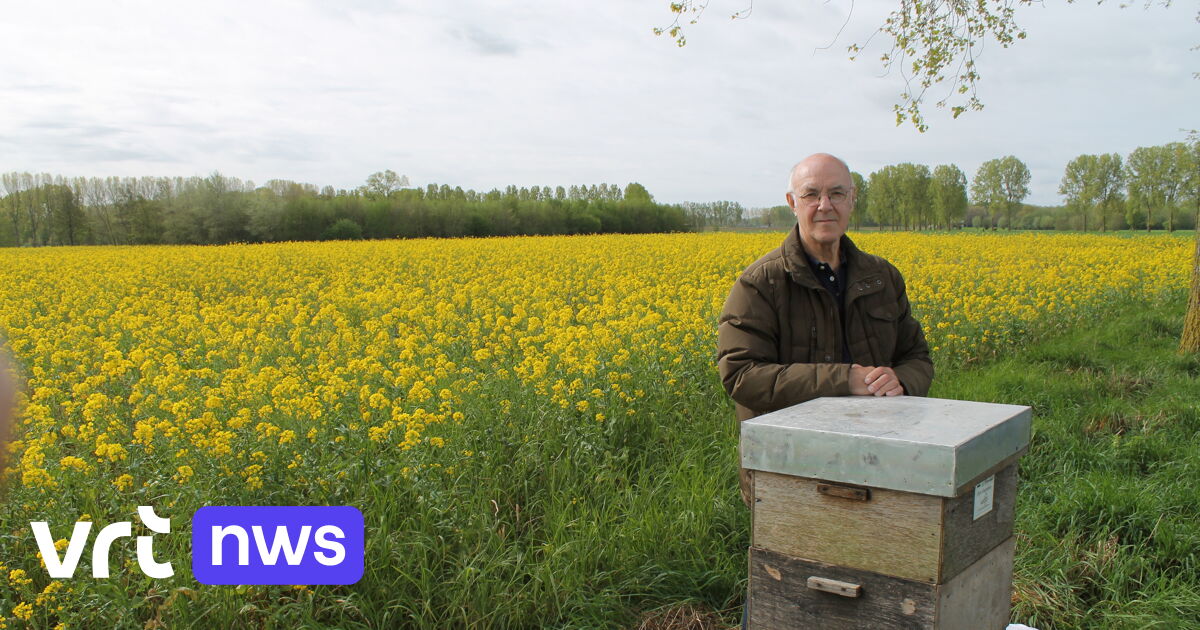 Dieven stelen 2 bijenkasten in Aalter: "Eerste keer in 30 jaar dat ik ...