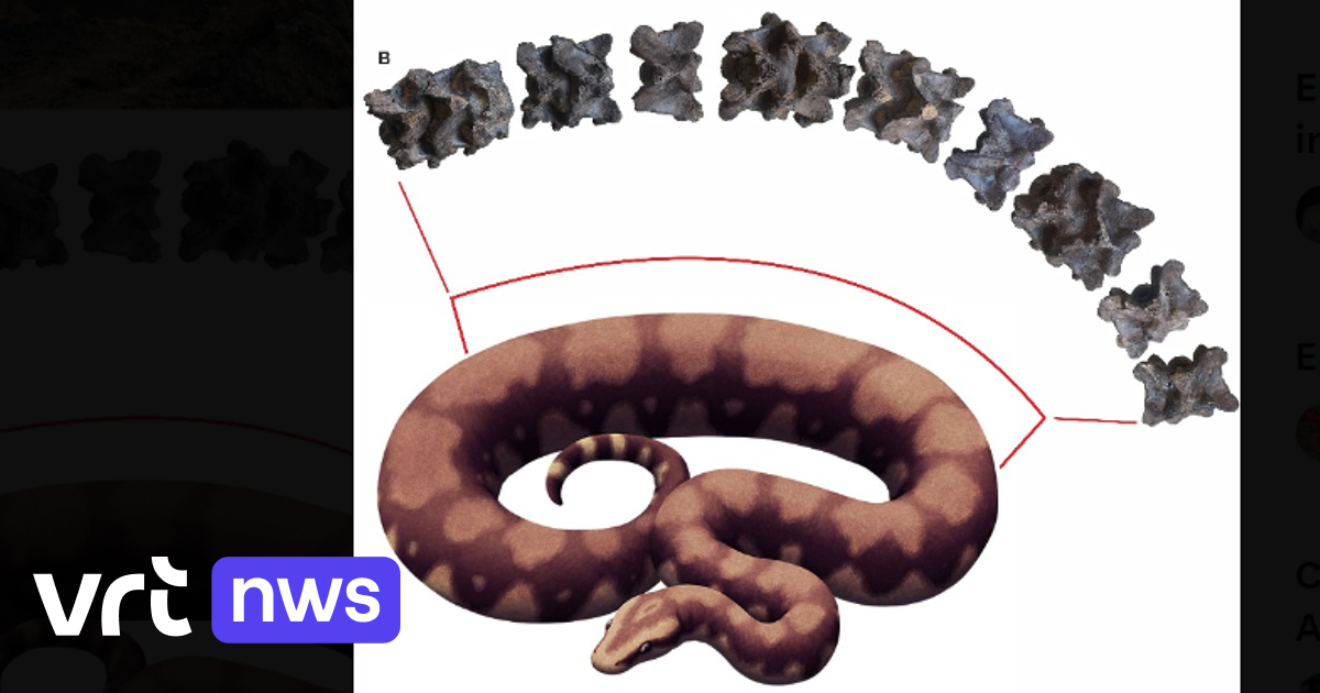 Een van de grootste slangen ooit op aarde: de 'Vasuki indicus' was tot ...