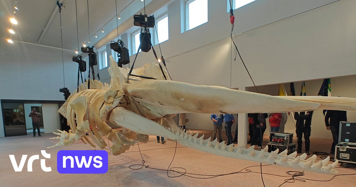 Potvis Valentijn spoelde in 1989 aan op het strand in Koksijde en hangt ...