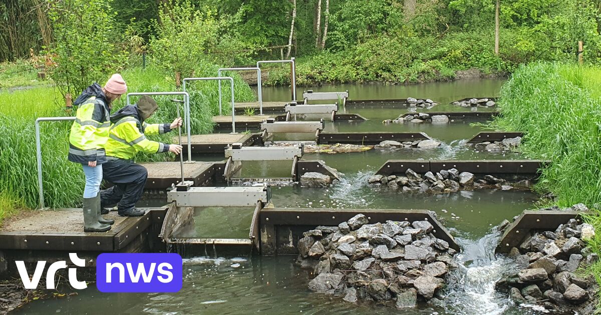 Nieuwe stuwsluis beschermt woongebied en biodiversiteit in Laarne en ...