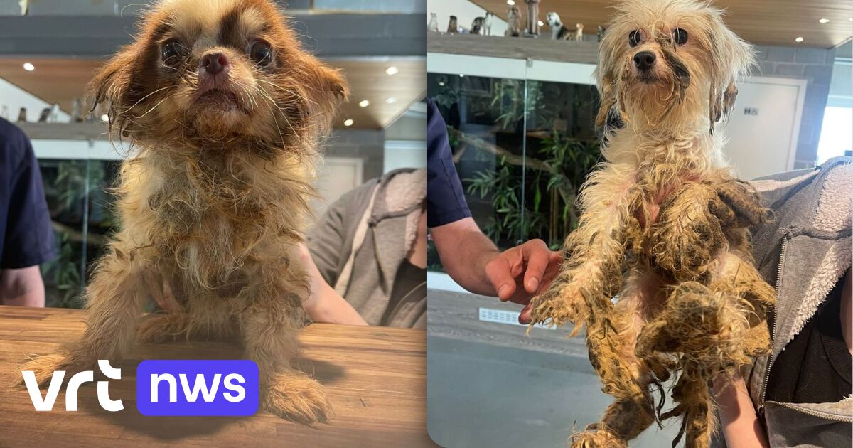Politie neemt meer dan 30 verwaarloosde honden en katten in beslag in ...