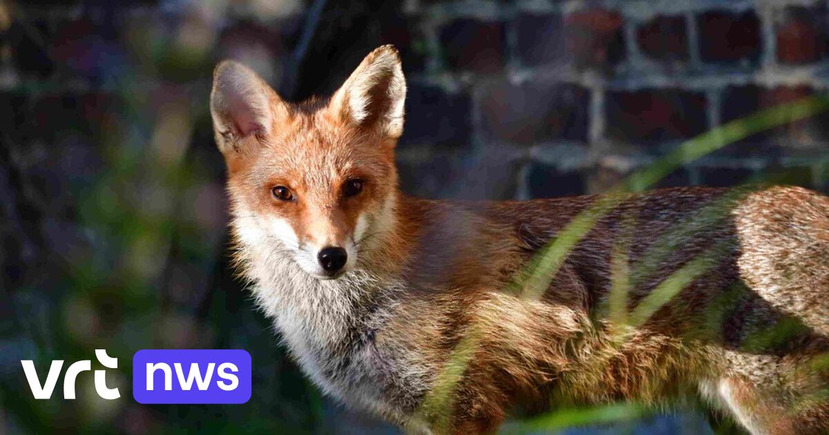 Vos met vogelgriep gevonden in Brussel: "Nu weinig risico voor mens ...