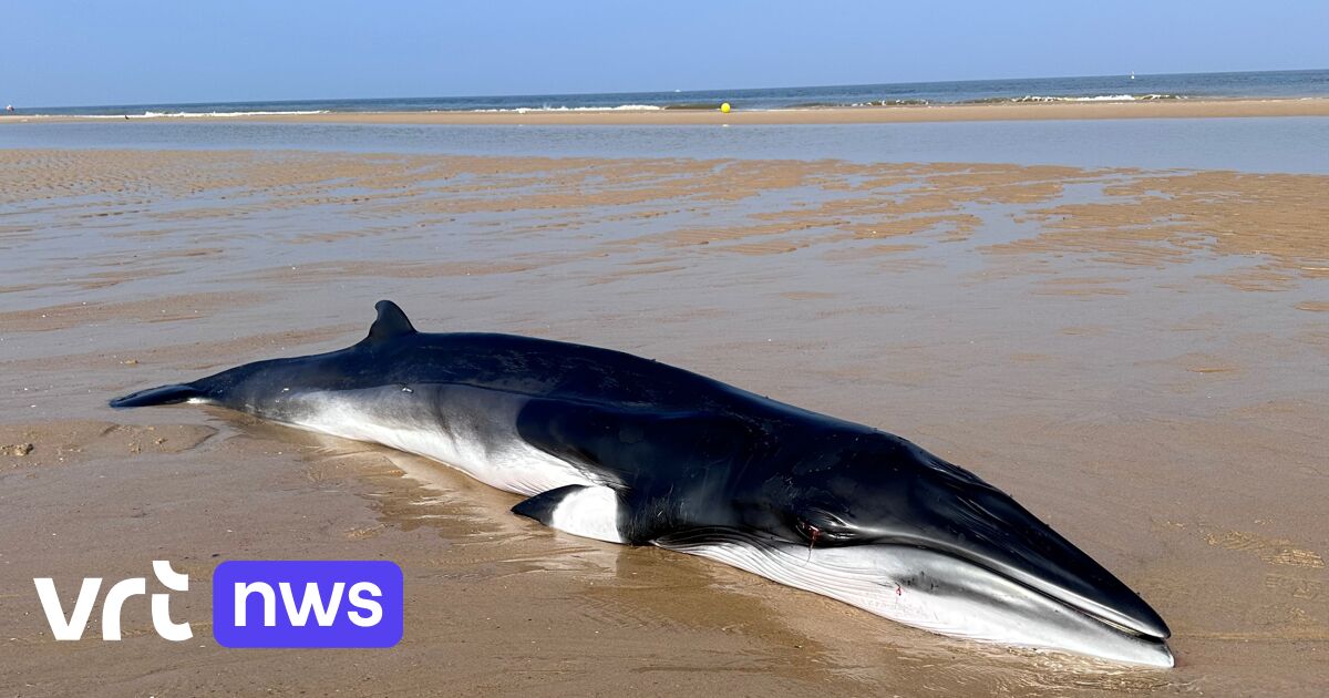 Autopsie bij UGent wijst uit dat dwergvinvis van Oostende gestorven is ...