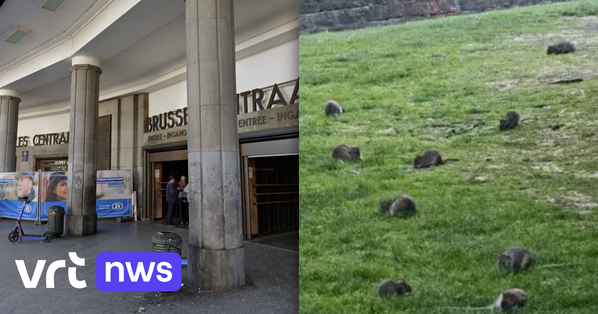 Ratten aan station Brussel-Centraal worden aangepakt met vergif en ...