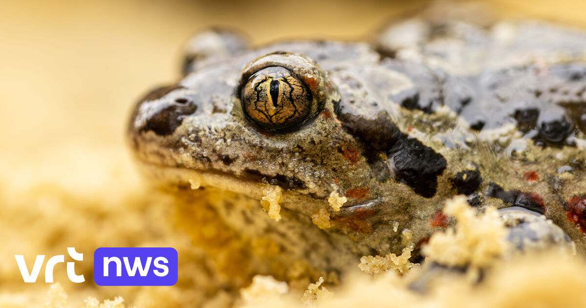 Knoflookpad in gevangenschap voor het eerst met succes gekweekt in ...