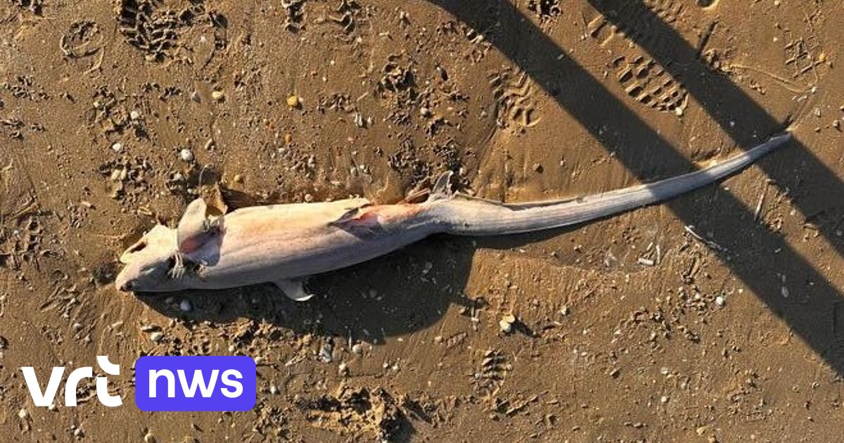 Wandelaar vindt voshaai op strand van De Panne: "Erg uitzonderlijk ...