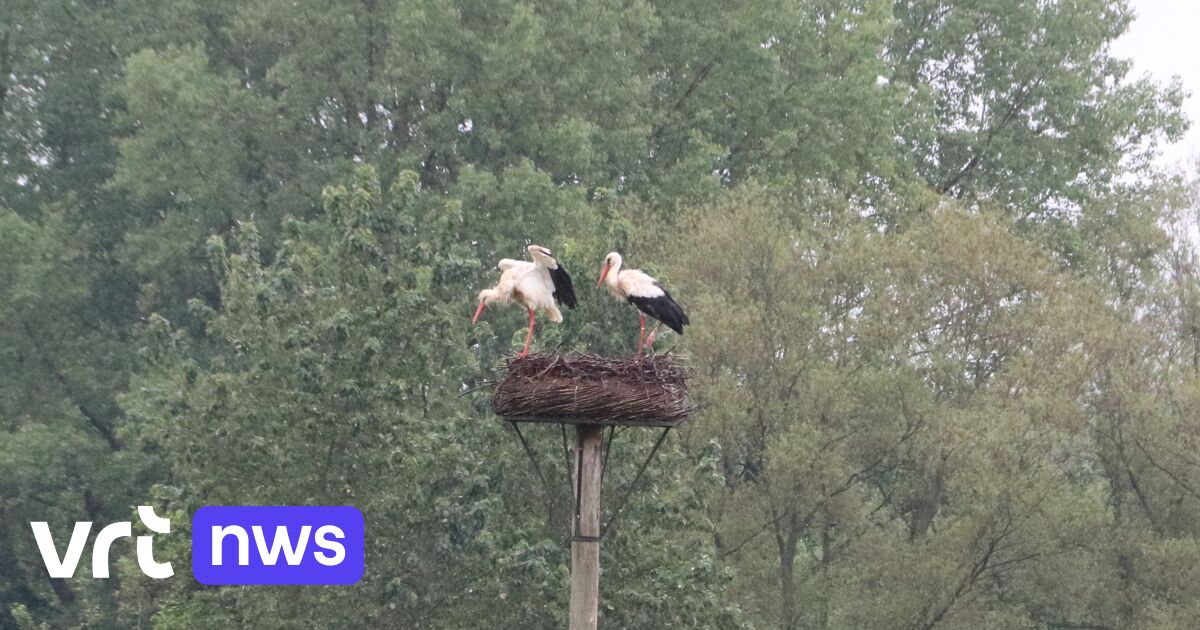 Touwtje aan poot van ooievaar in Webbekoms Broek in Diest doet broedsel ...