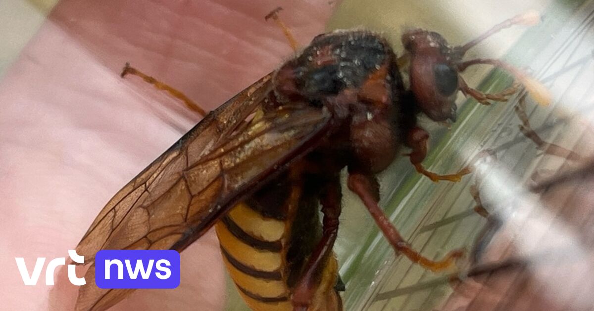 855 soorten dieren en planten geteld tijdens telweekend Natuurpunt in ...