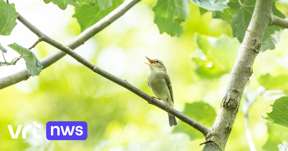 Voor het eerst gespot in België: een groene fitis in de Duinbossen van ...