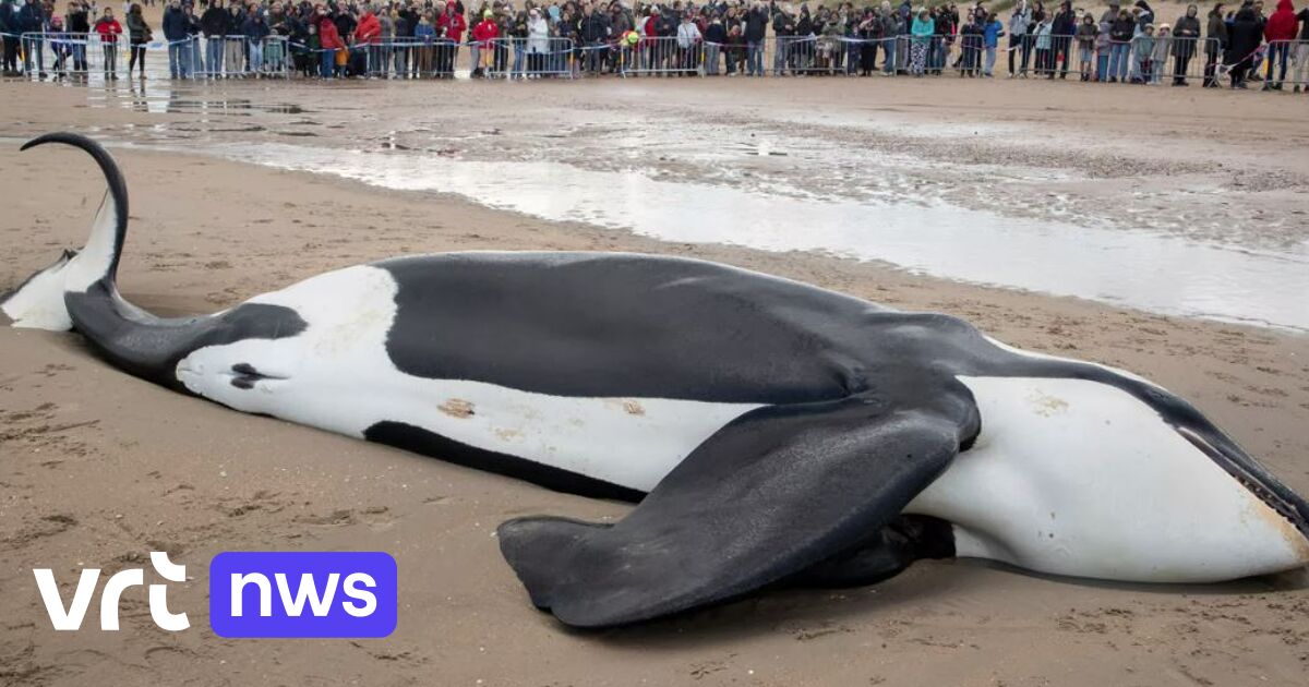 Minder bruinvissen, maar meer zeehonden aan onze kust aangespoeld in ...