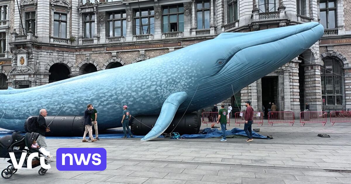 Redersvereniging vraagt aandacht voor walvissen met levensgrote blauwe ...