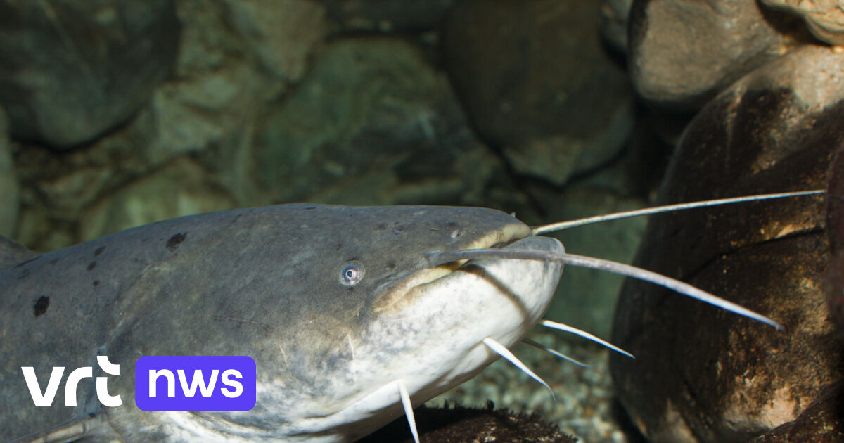 2 meter grote meerval aangespoeld op de oever van het Schulensmeer in ...